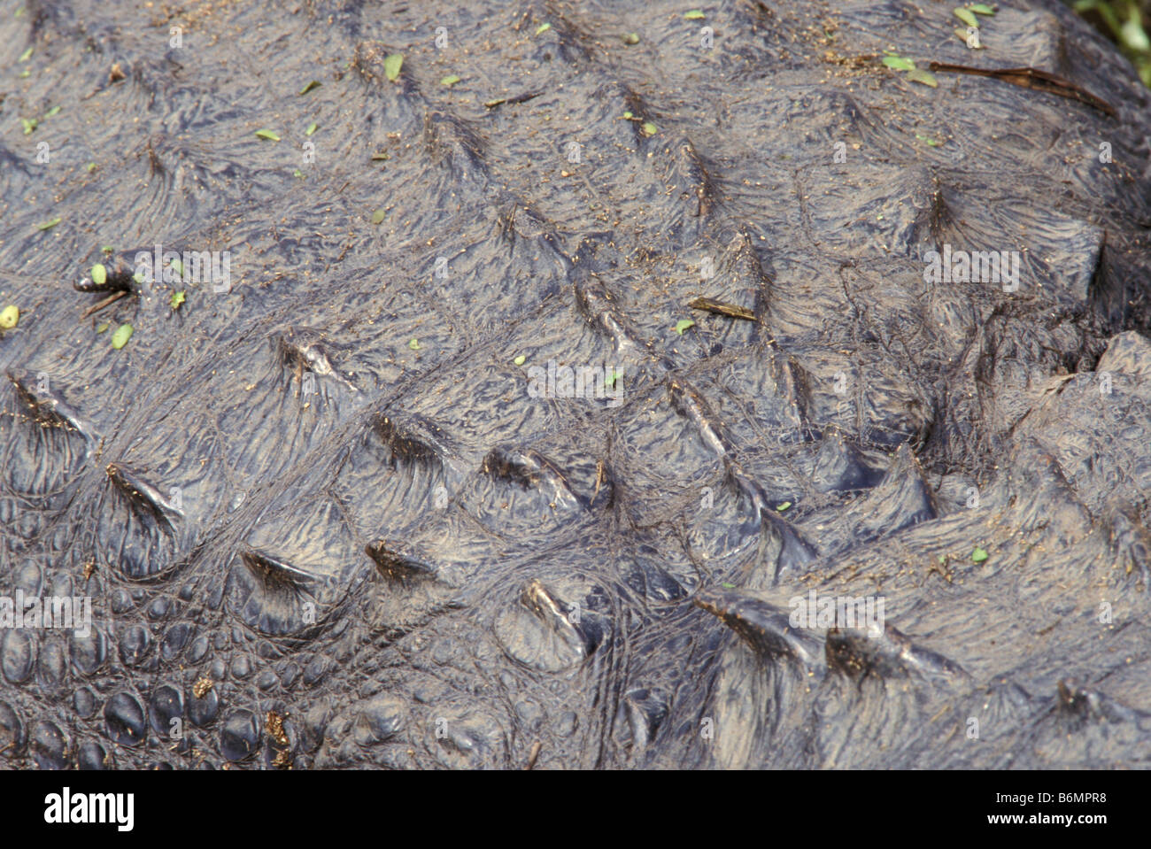 neck and back of American alligator Stock Photo - Alamy
