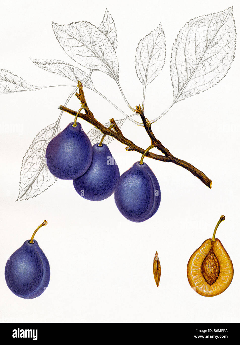 Prune illustration hi-res stock photography and images - Alamy