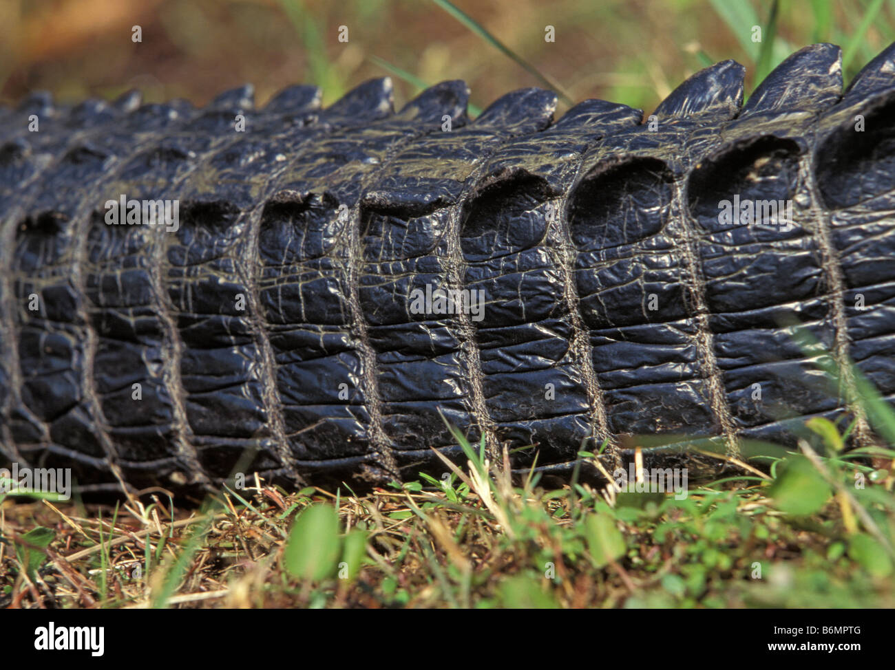 tail of American alligator in Shark Valley Stock Photo - Alamy