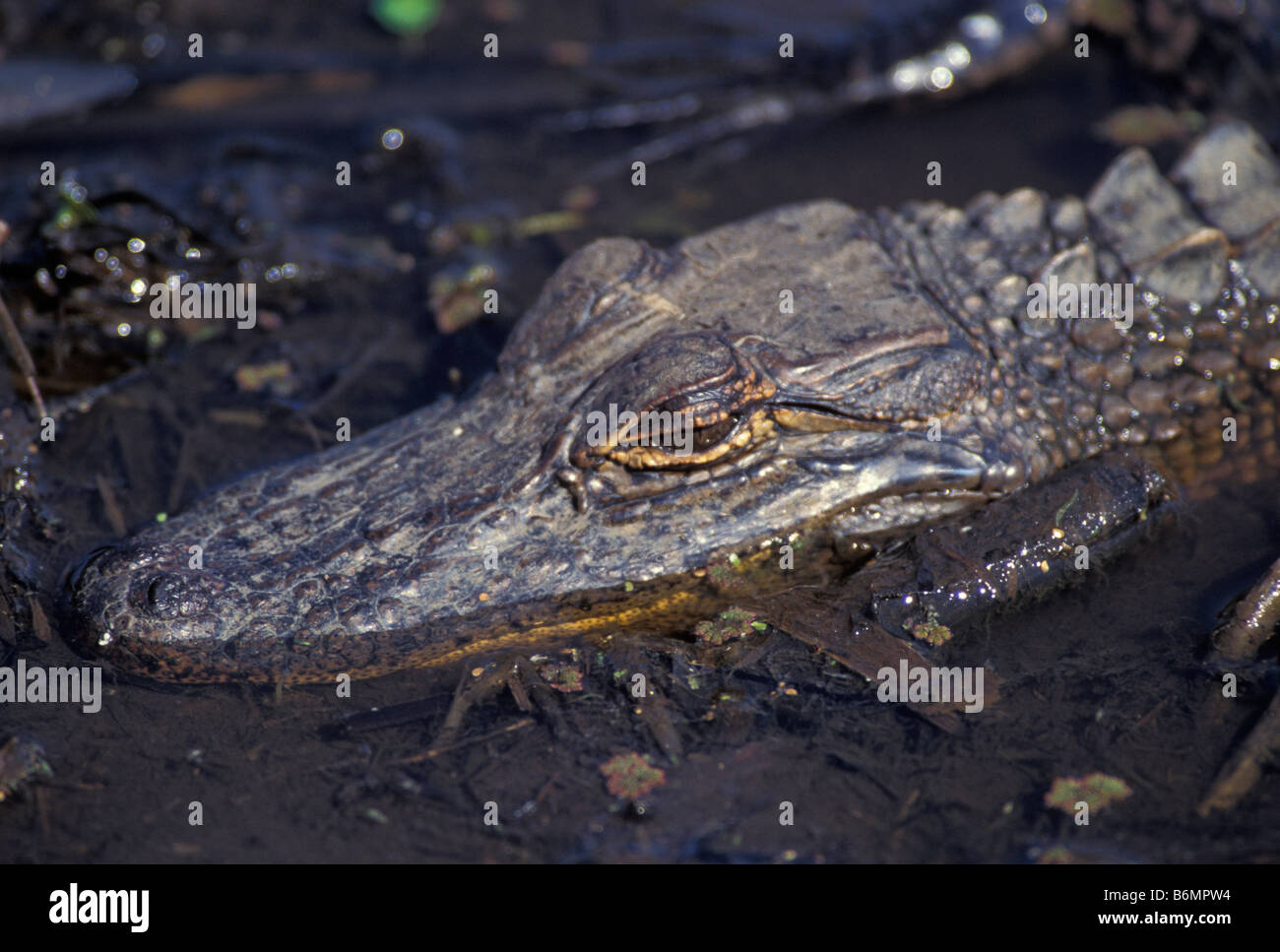 American alligator in marsh Stock Photo - Alamy