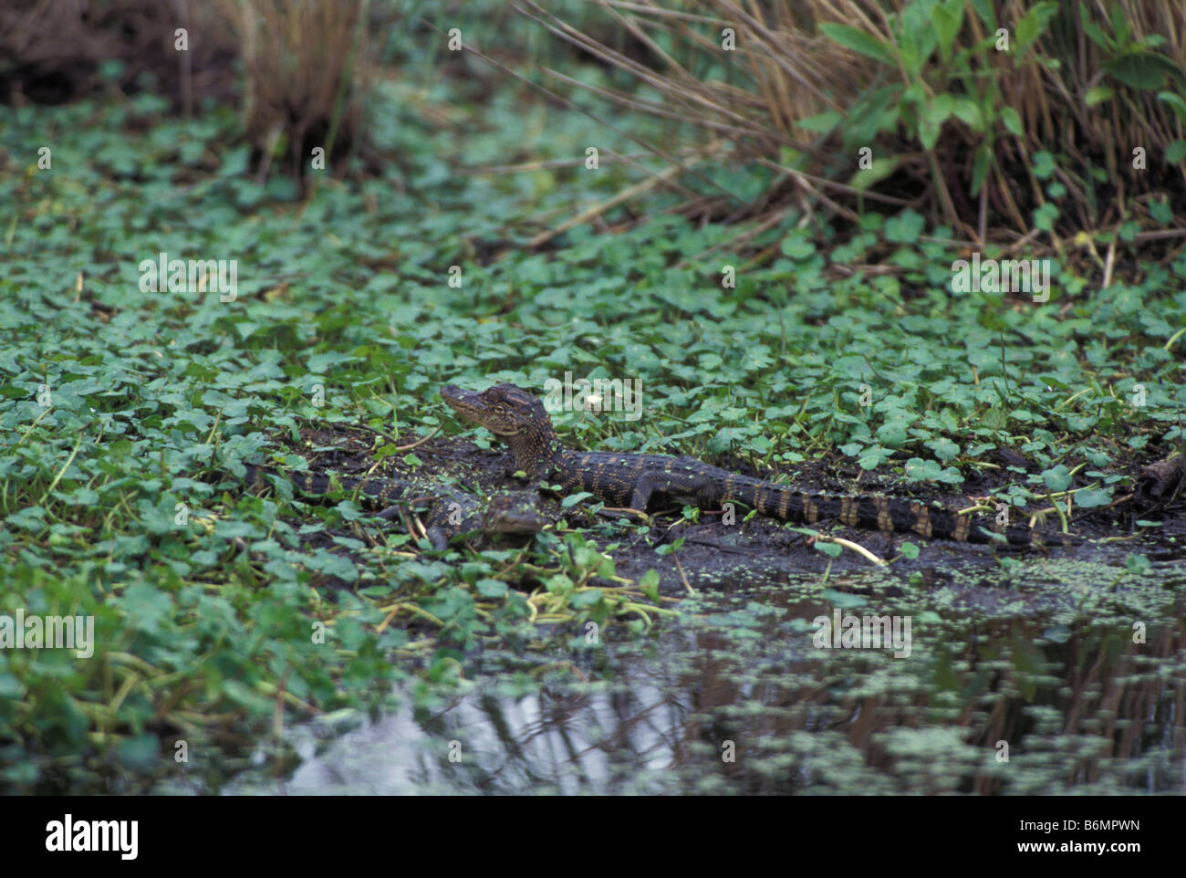 yearling American alligator in marsh Stock Photo - Alamy