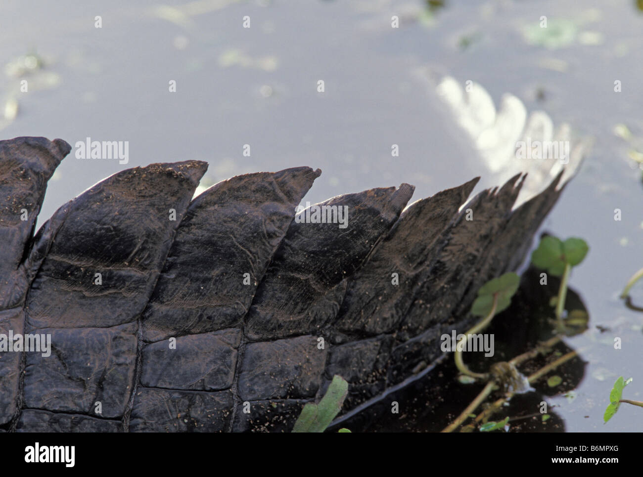 tail of American alligator Stock Photo - Alamy