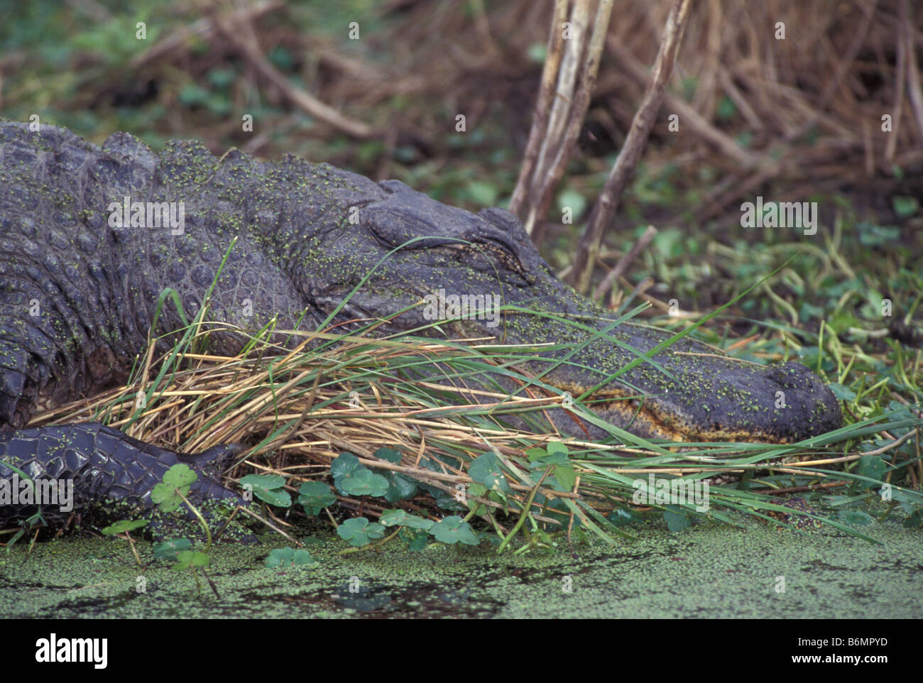 American alligator basking in marsh Stock Photo - Alamy