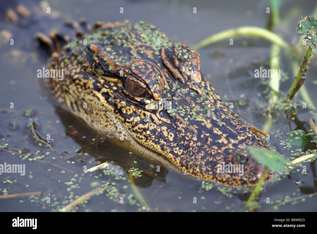American alligator in water Stock Photo - Alamy
