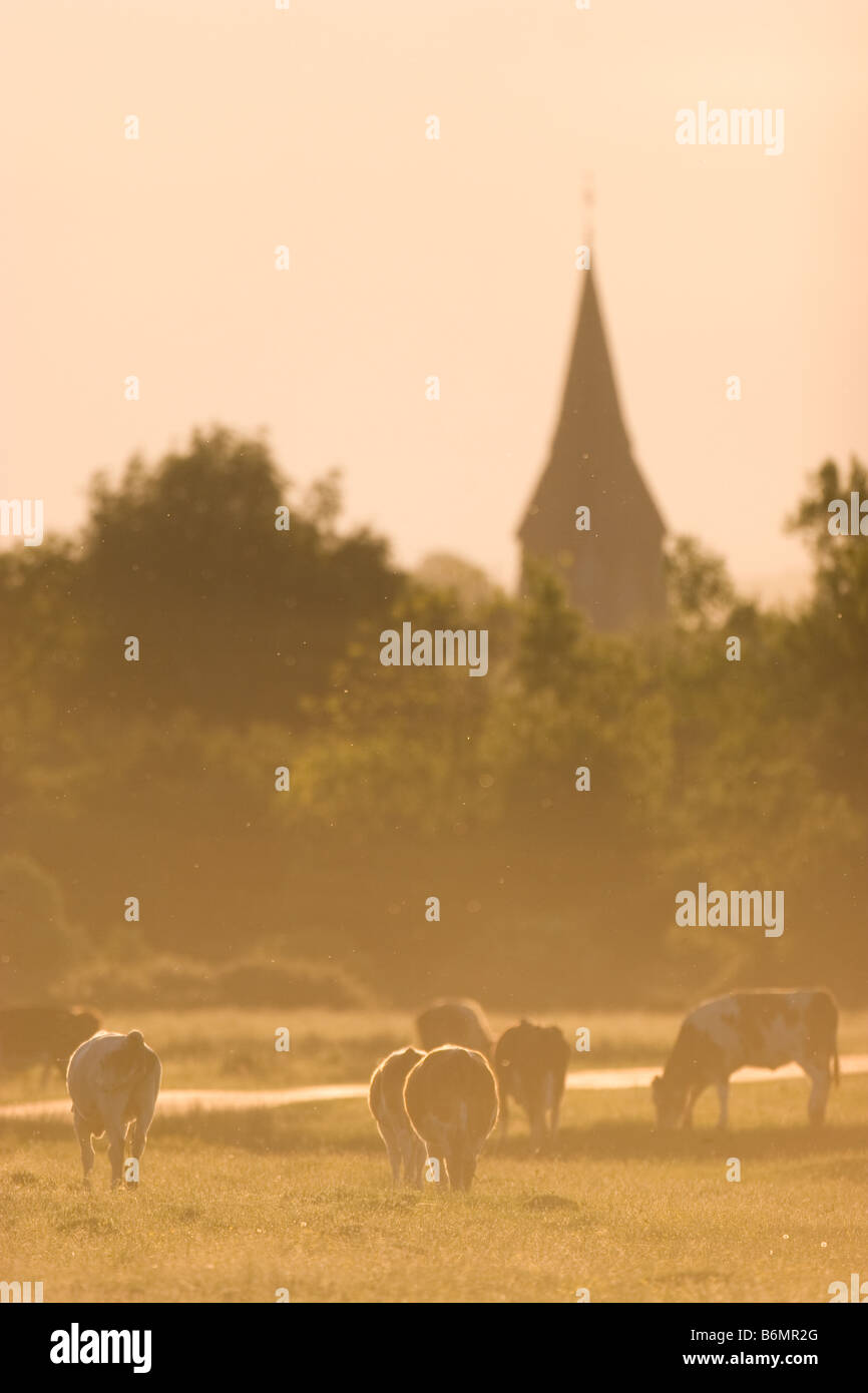 Cows against misty sunrise with silhouette of church on Castlemorton ...