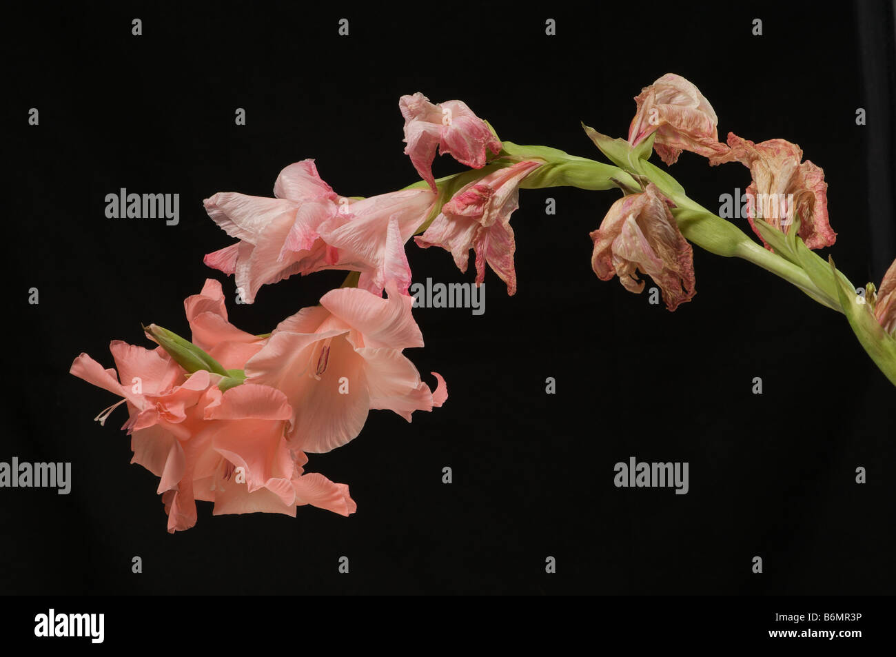 Pink iris hi-res stock photography and images - Alamy
