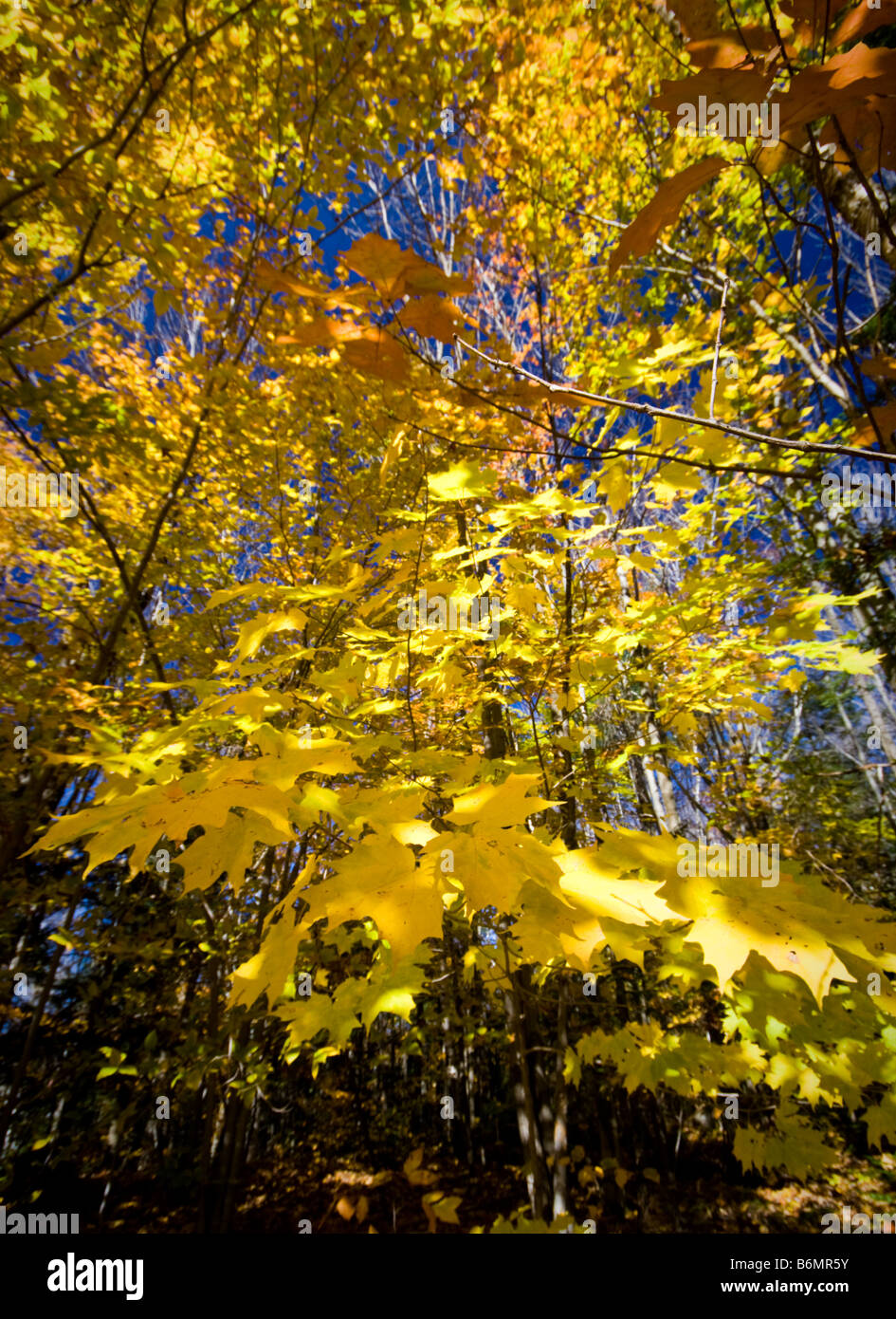 Sunlight falling on autumn leaves Stock Photo - Alamy