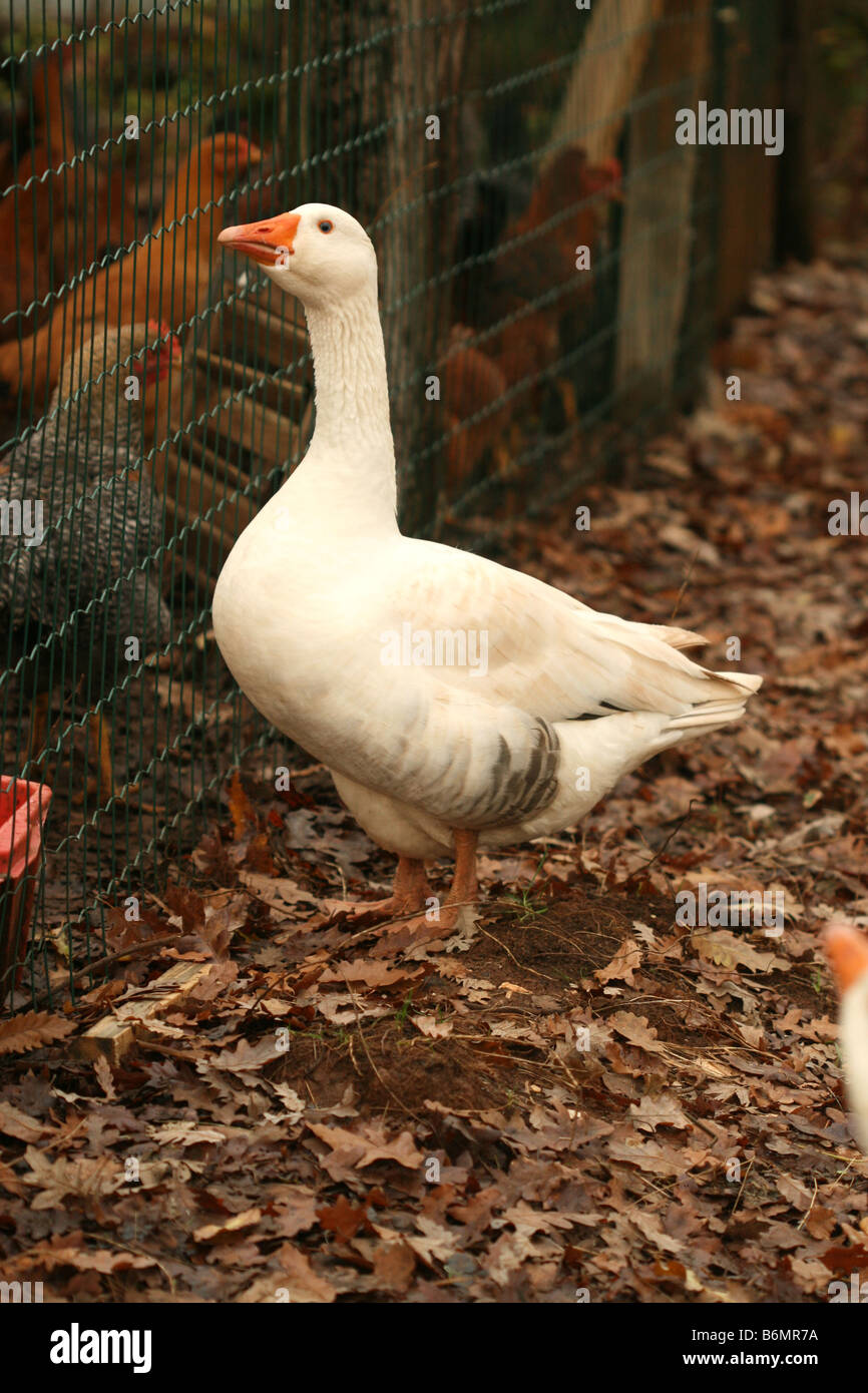 Goose And Chicken Stock Photo - Alamy