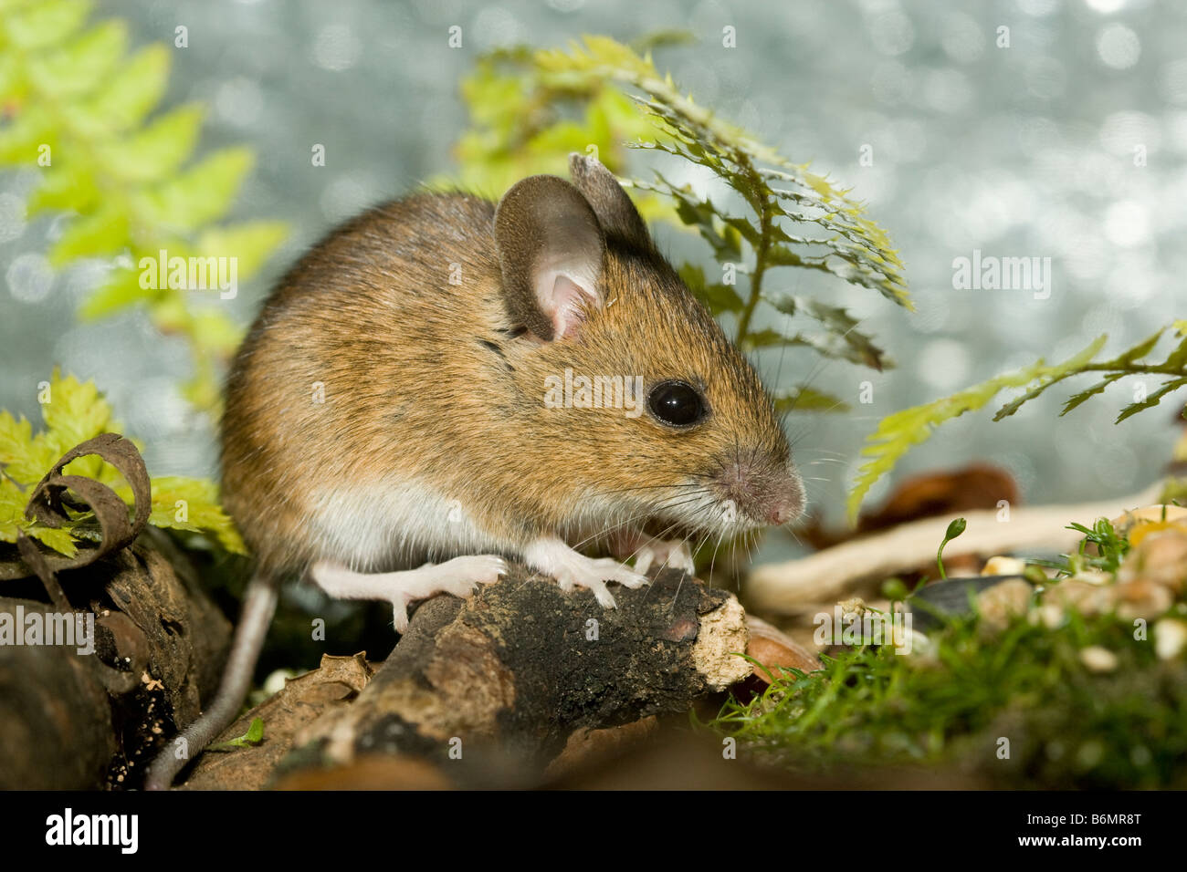 Yellow necked mouse hi-res stock photography and images - Alamy