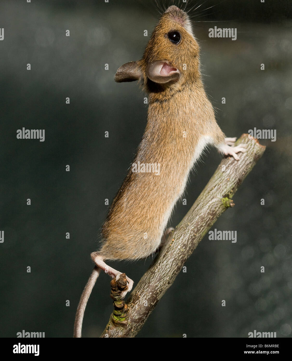 Yellow Necked Wood Mice High Resolution Stock Photography and Images ...