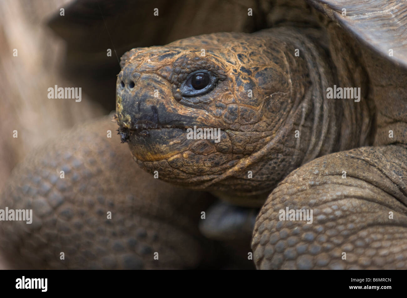 wild wildlife galapagos giant tortoise Testudo Elephantopus reptile old ...