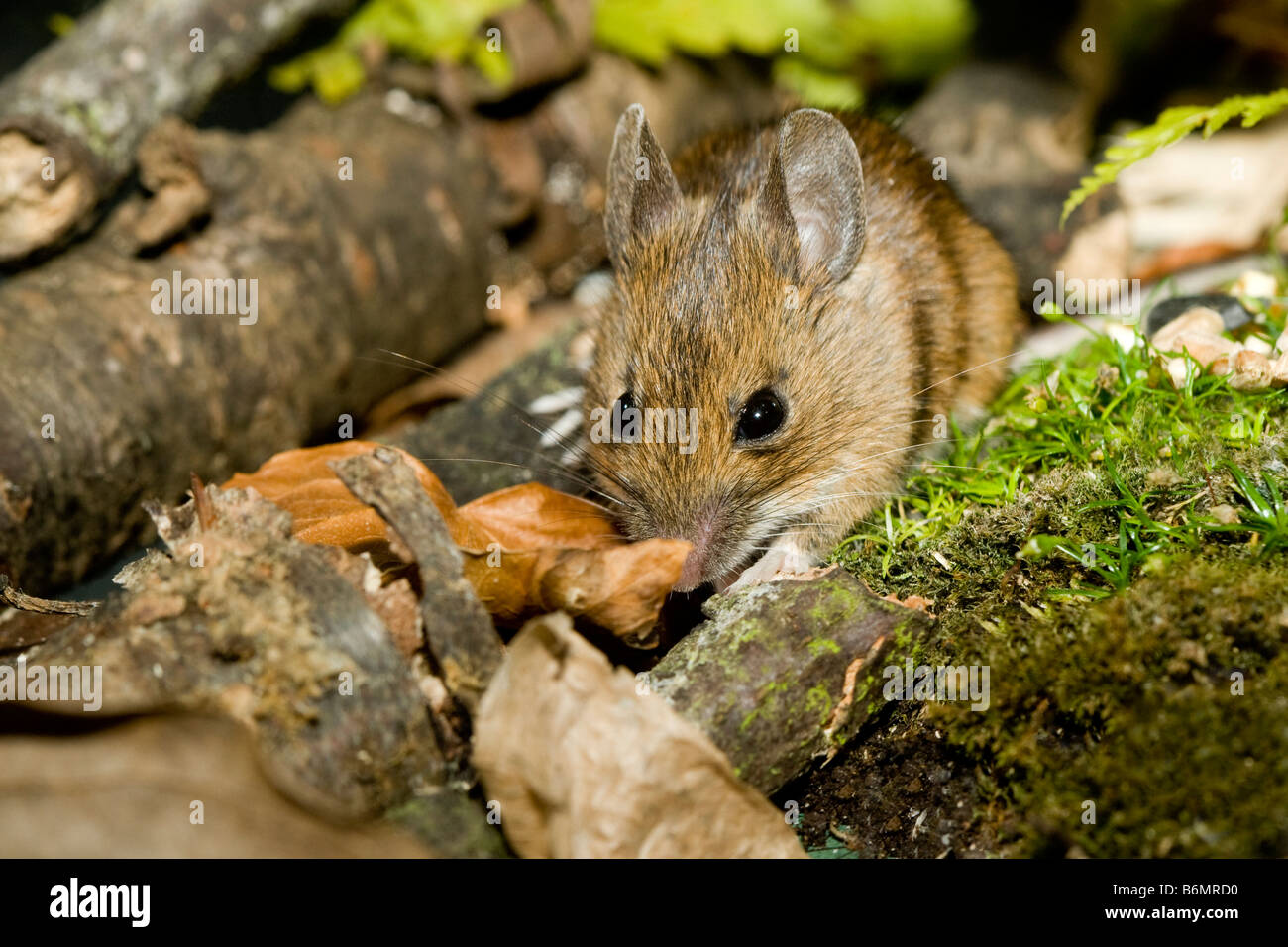 Yellow necked wood mice hi-res stock photography and images - Alamy