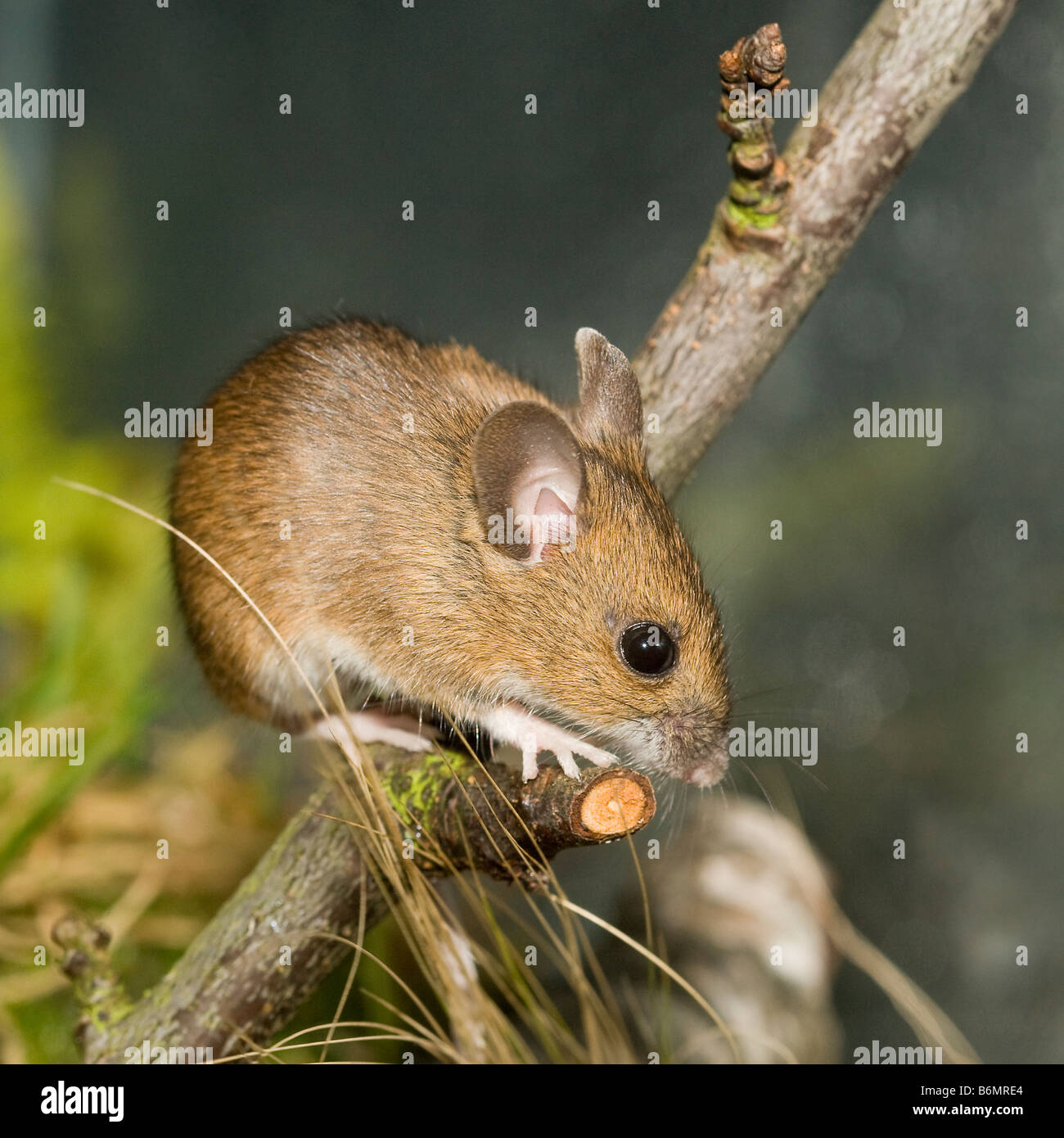 Yellow necked Mouse Apodemus flavicollis (Rodentia Stock Photo - Alamy