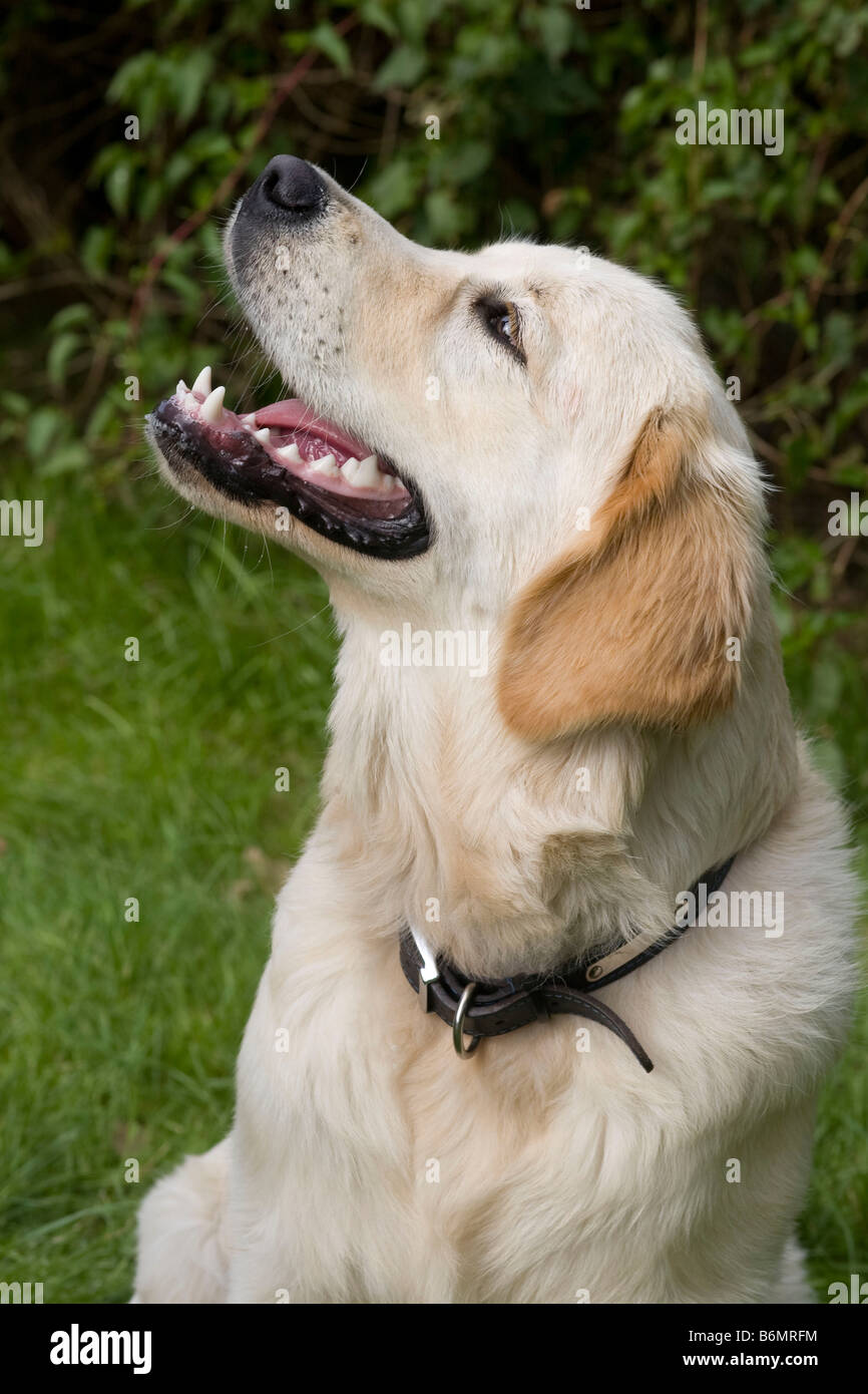 Male golden retriever puppy nearly seven months old weighing 29 kilos ...
