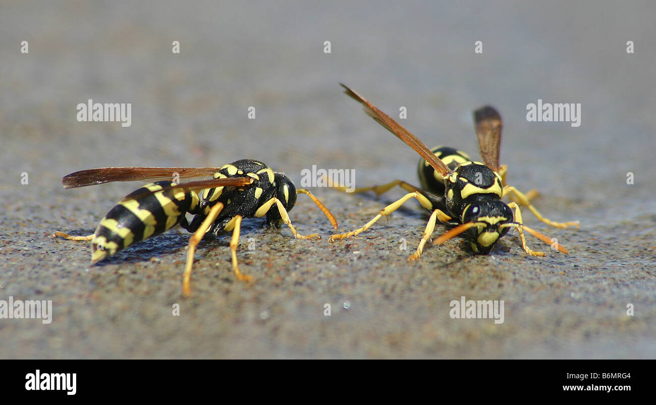 wasp at watering pool Stock Photo - Alamy