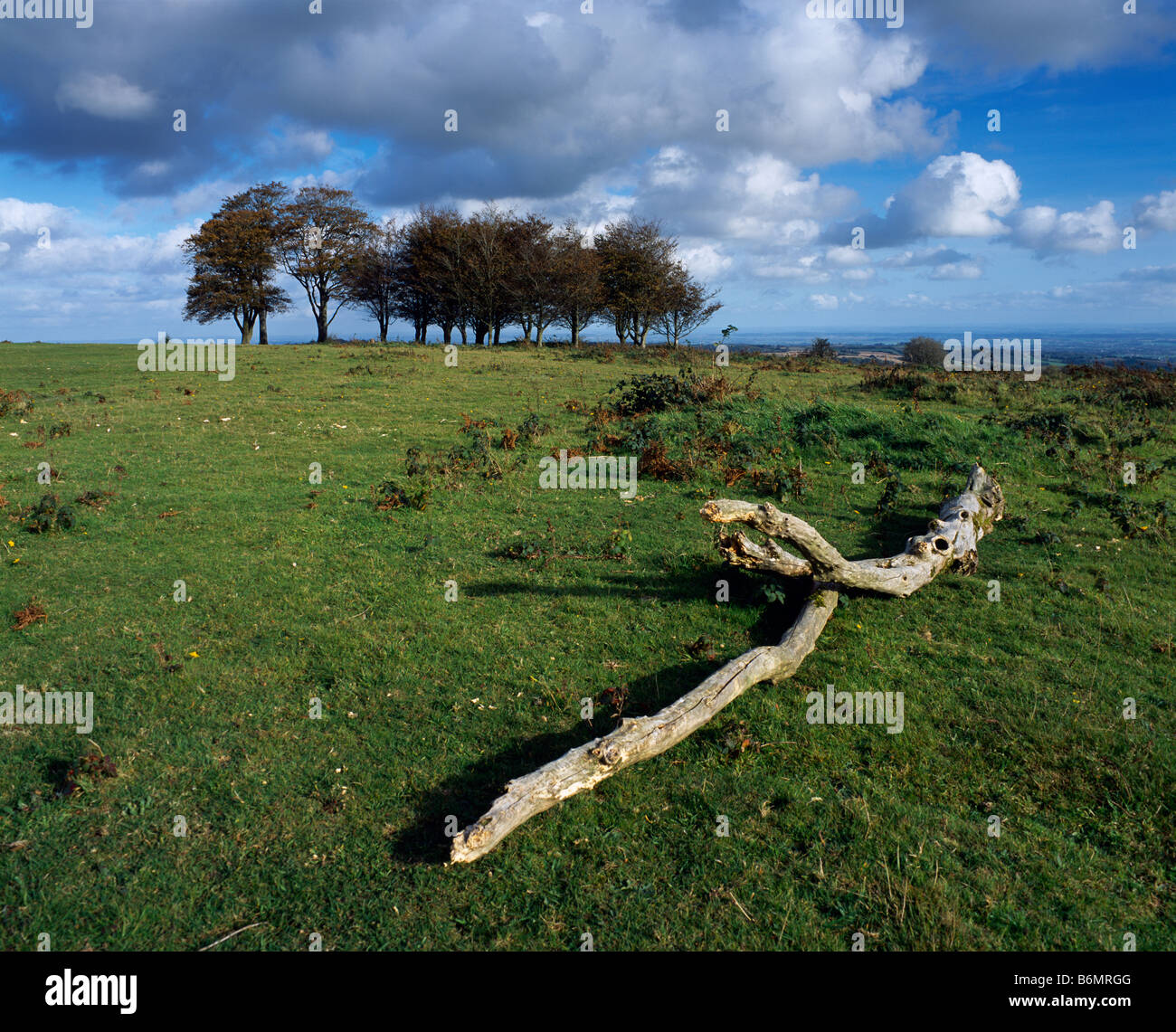 Beech trees known as the Seven Sisters on Cothelstone Hill at ...