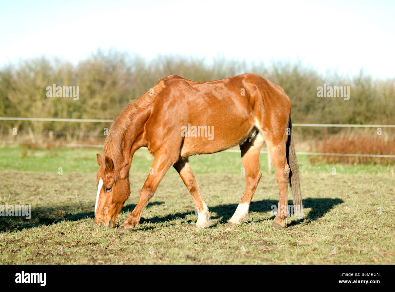 Chestnut horse with white blaze hi-res stock photography and images - Alamy