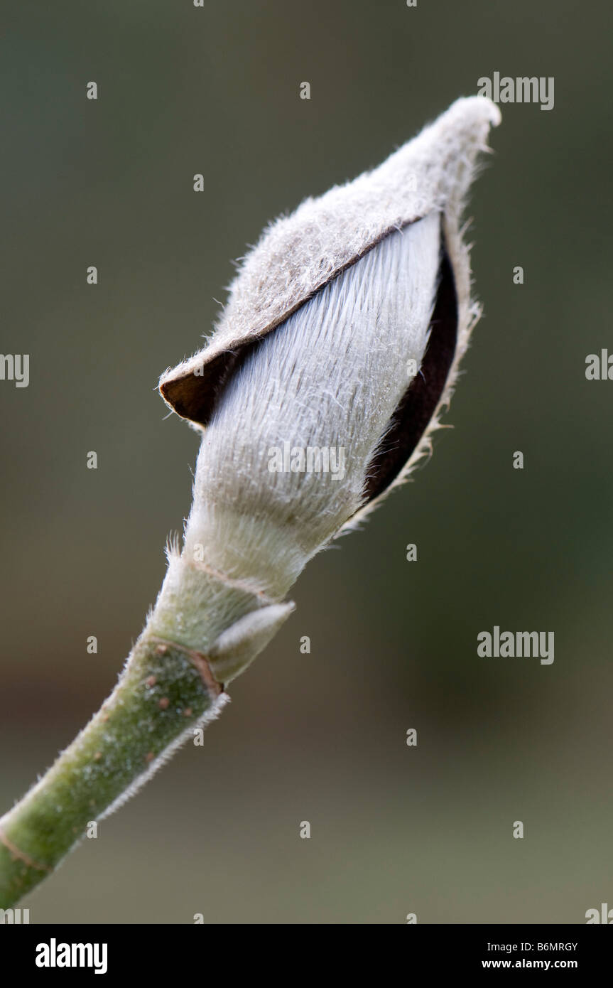 Bud of Magnolia Iolanthe Stock Photo - Alamy