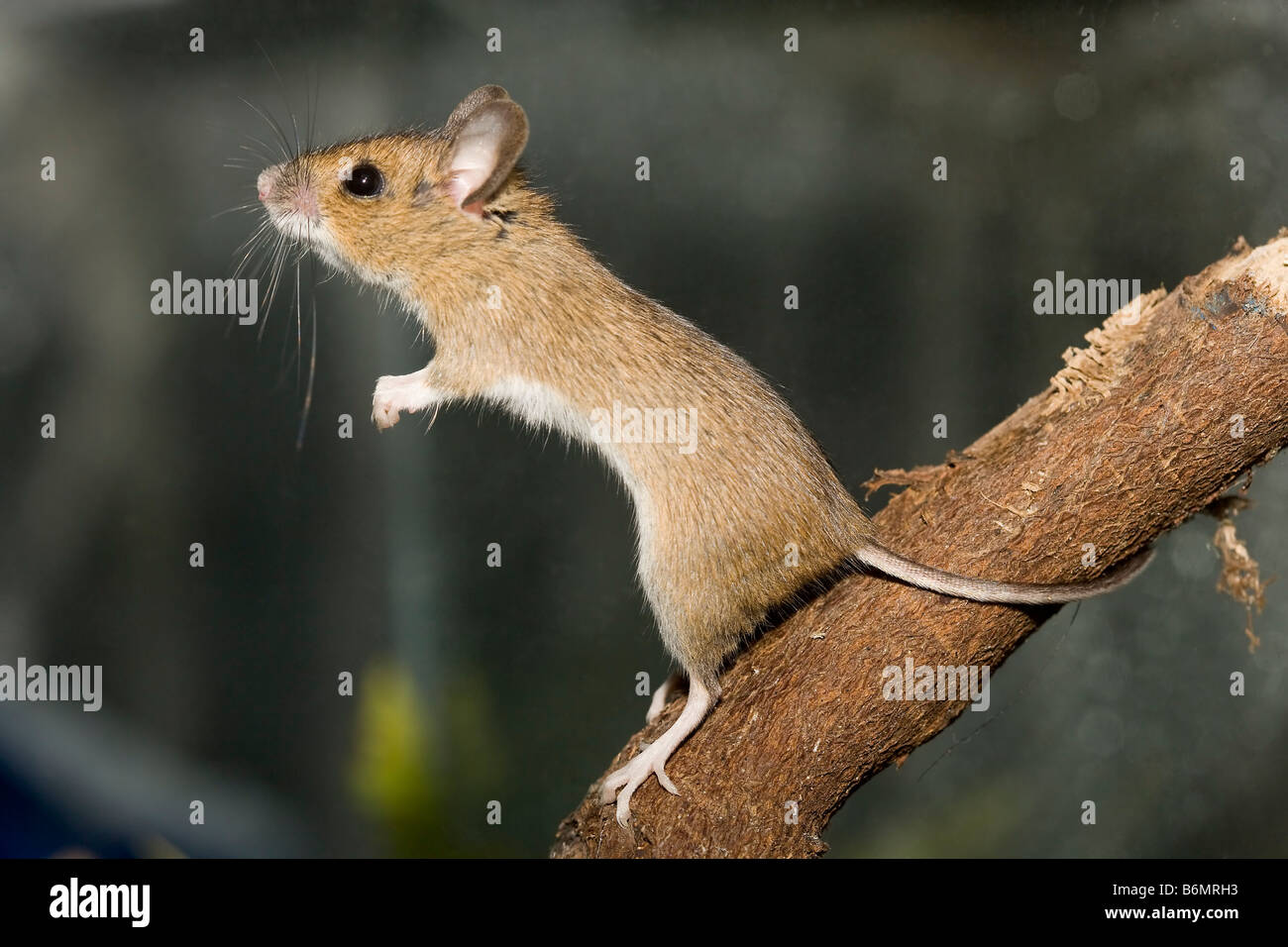 Yellow-necked Mouse Apodemus flavicollis (Rodentia Stock Photo - Alamy