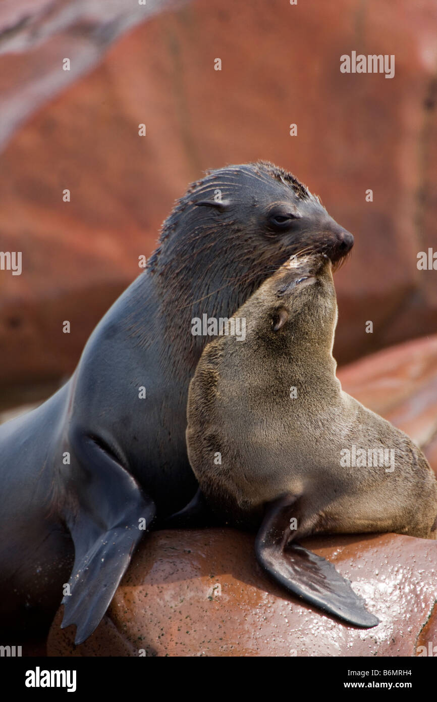 Mom and baby seal hi-res stock photography and images - Alamy