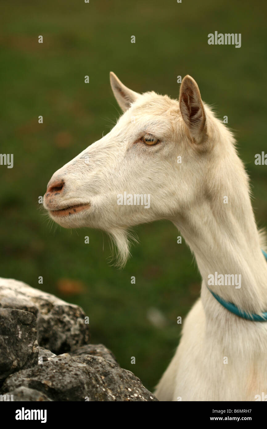 Farming goat hi-res stock photography and images - Alamy