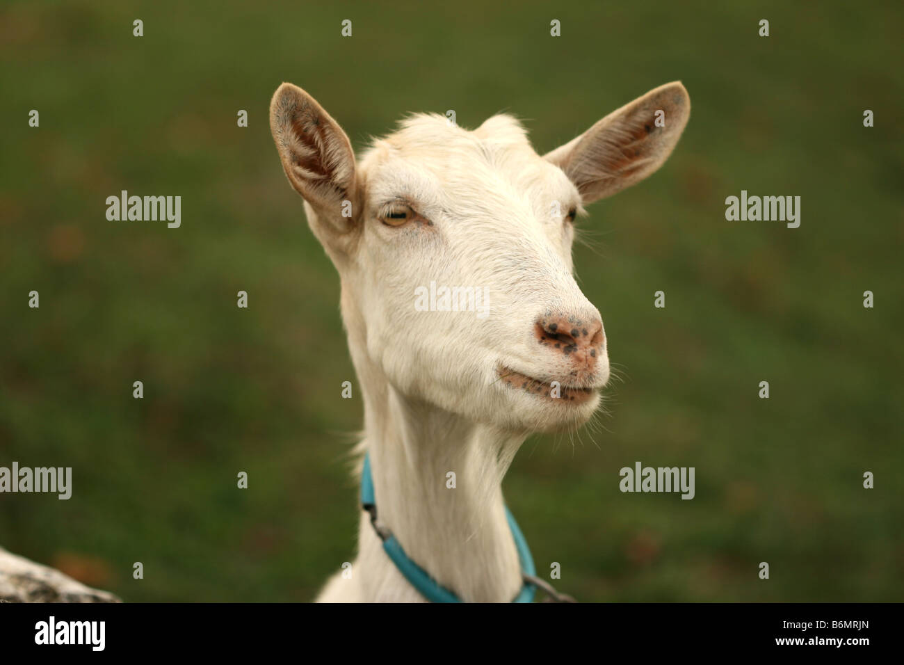 Goat face hi-res stock photography and images - Alamy