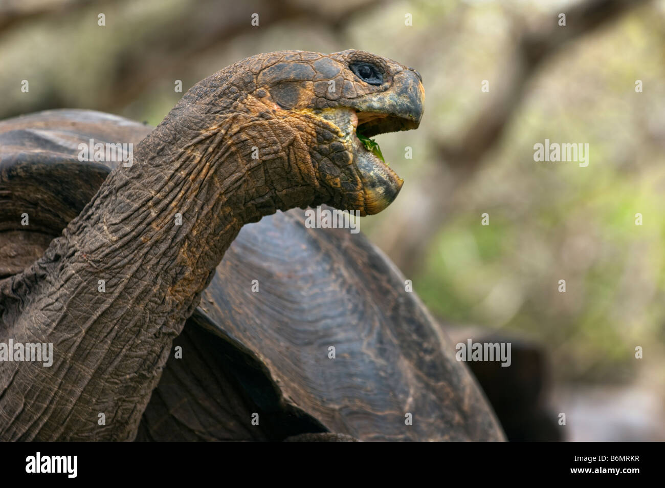 wild wildlife galapagos giant tortoise Testudo Elephantopus reptile old ...