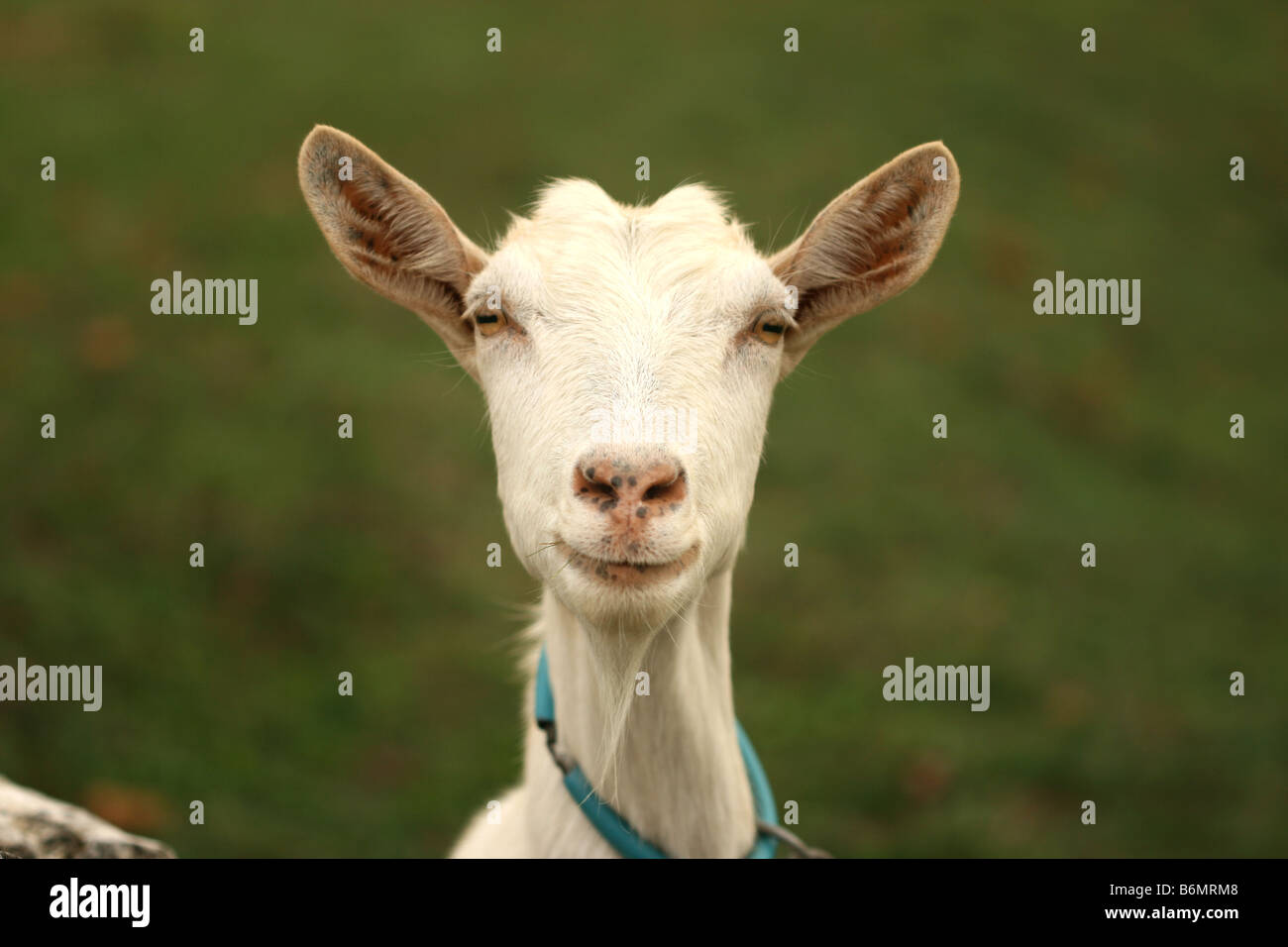 Smiling goat hi-res stock photography and images - Alamy