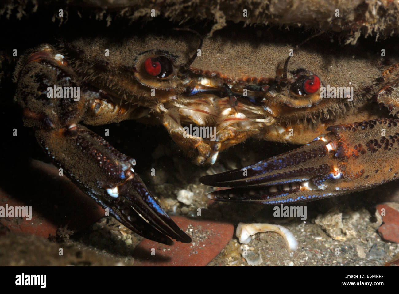 Velvet swimming crab Necora puber Pembrokeshire, Wales, UK, Europe ...
