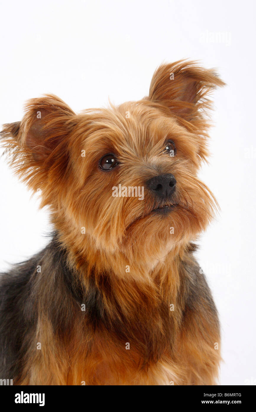 Vertical portrait yorkshire terrier hi-res stock photography and images ...