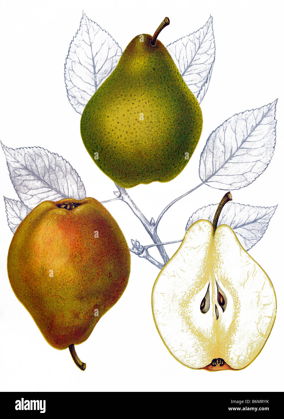 illustration of a pear and a pear half Stock Photo - Alamy