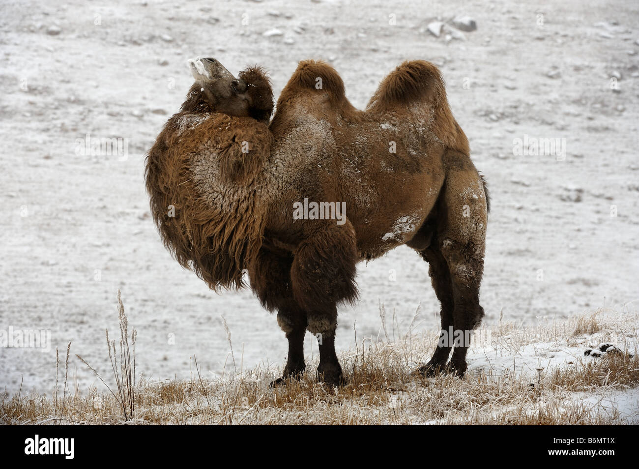 Bactrian Camel, male in breeding season. Muzzle of male in white foam ...