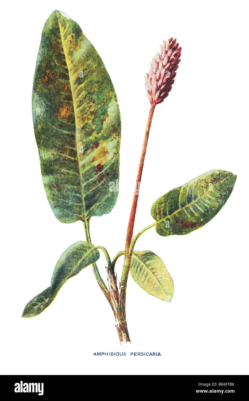 Polygonum flowers hi-res stock photography and images - Alamy