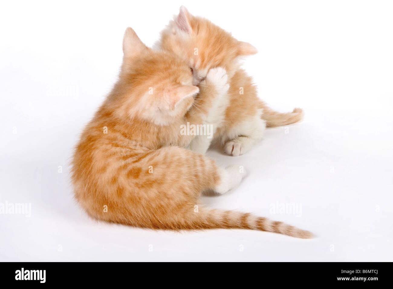 Little red kittens hi-res stock photography and images - Alamy