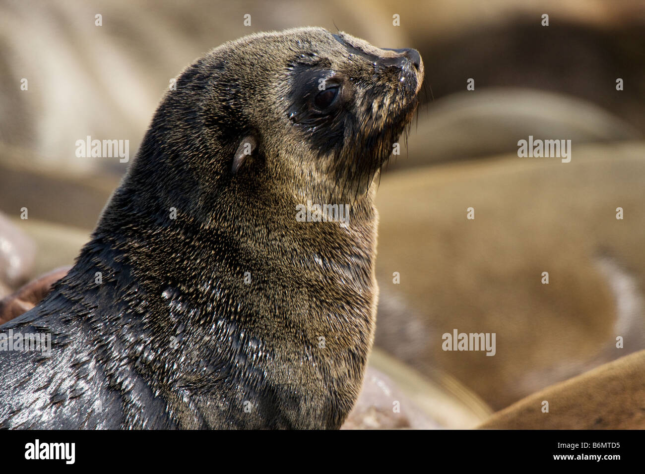 Cape Fur Seal Pup Profile, Cape Cross, Namibia Stock Photo - Alamy