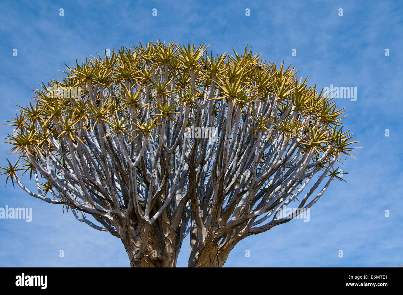 Kalahari tree san hi-res stock photography and images - Alamy