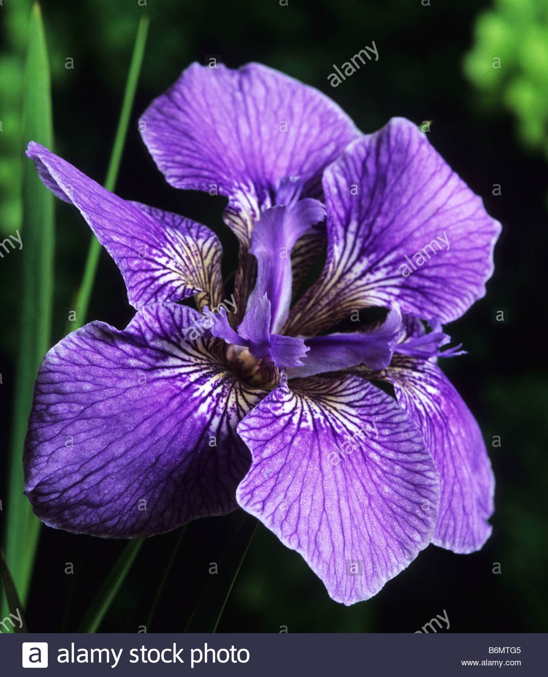 Iris Setosa Stock Photos & Iris Setosa Stock Images - Alamy
