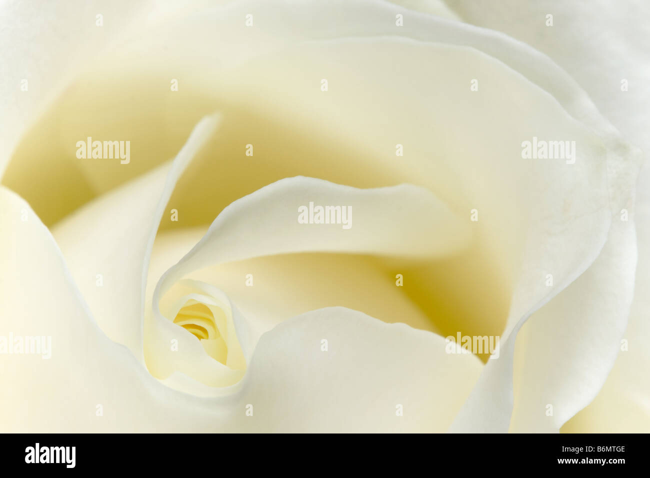 Macro photo of the heart of a white rose Stock Photo - Alamy