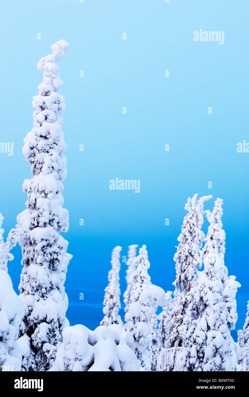 A boreal forest taiga finland hi-res stock photography and images - Alamy