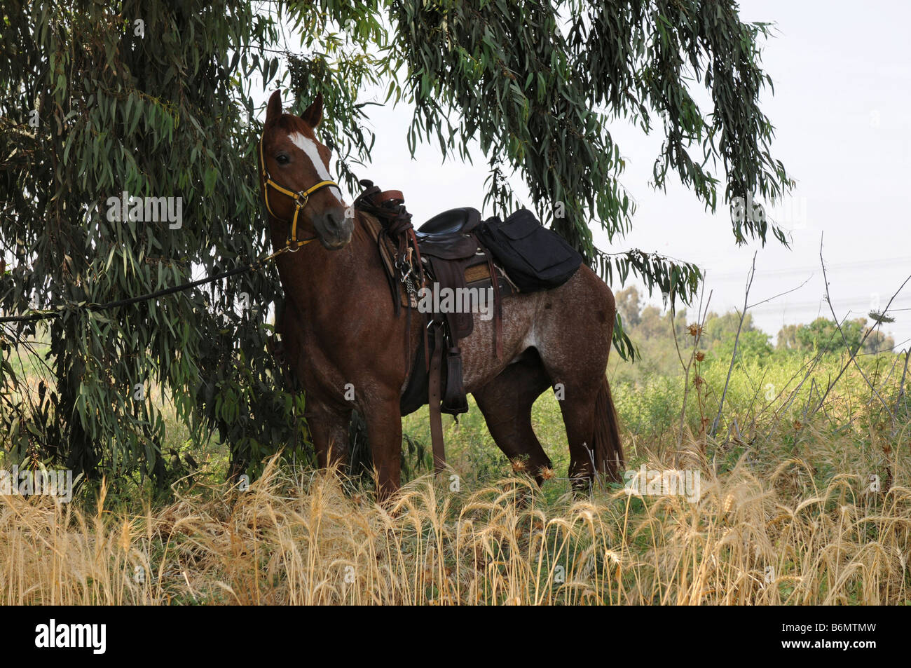 Israel Golan Heights Horse ranch Stock Photo - Alamy