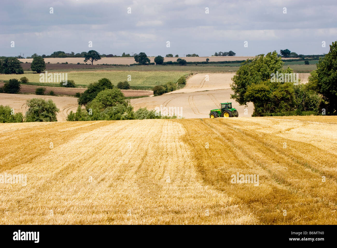 Field of Corn Stubble Stock Photo - Alamy