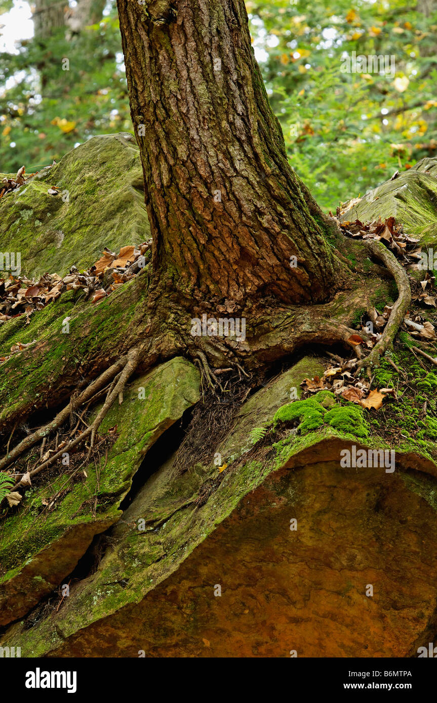 Tree roots forest hi-res stock photography and images - Alamy