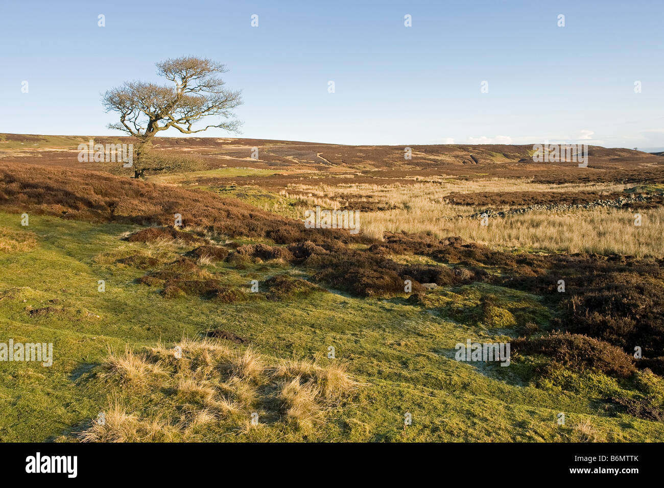 Lone Tree North Yorkshire Moors Stock Photo - Alamy