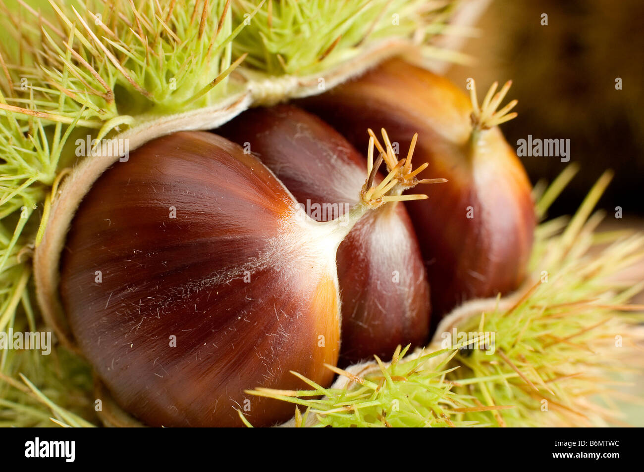 chestnut with spikey outer shell close up Stock Photo - Alamy