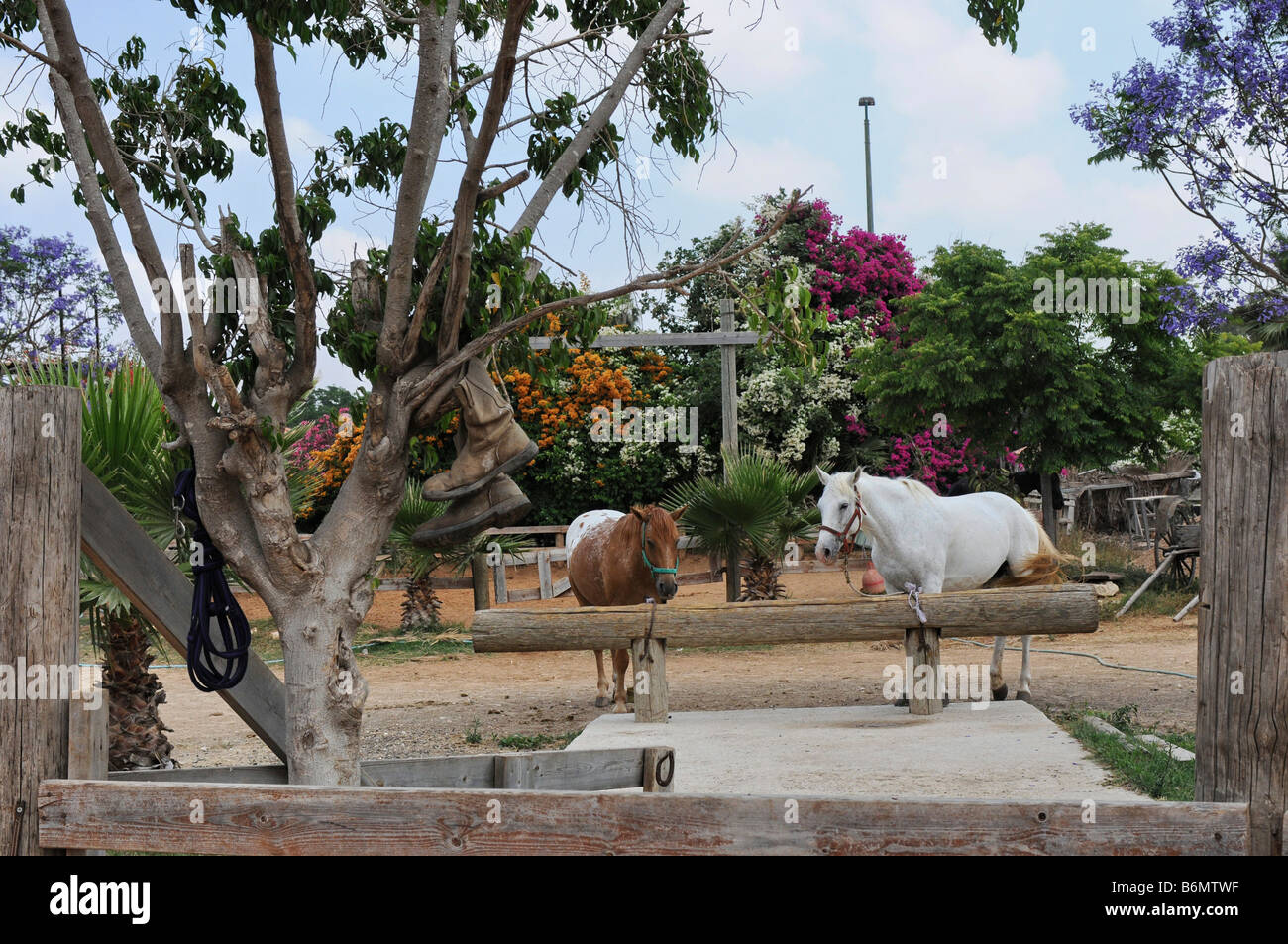 Israel Golan Heights Horse ranch Stock Photo - Alamy