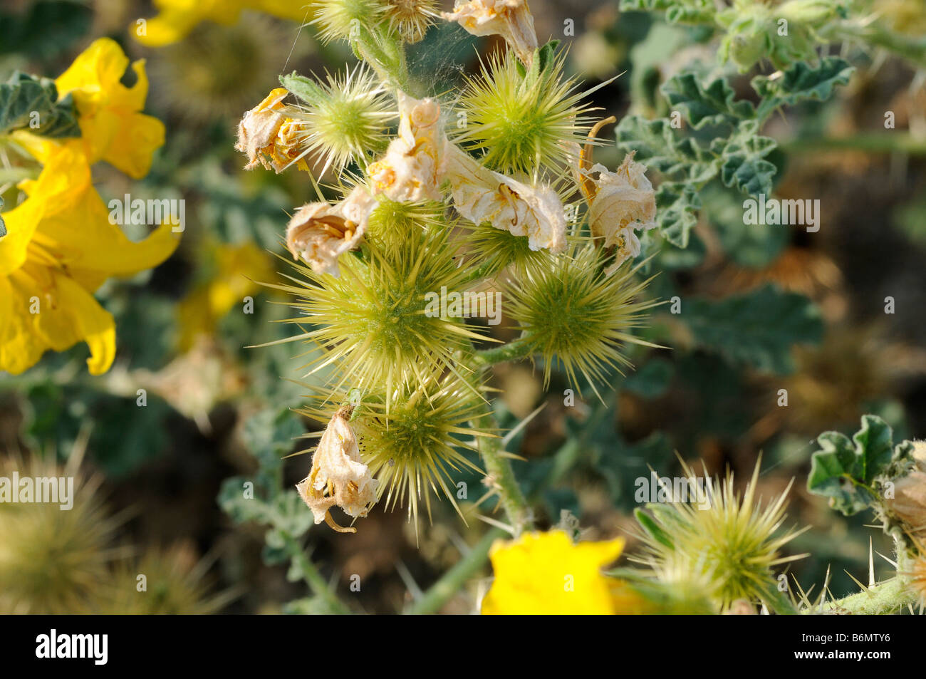 Spicky flower hi-res stock photography and images - Alamy