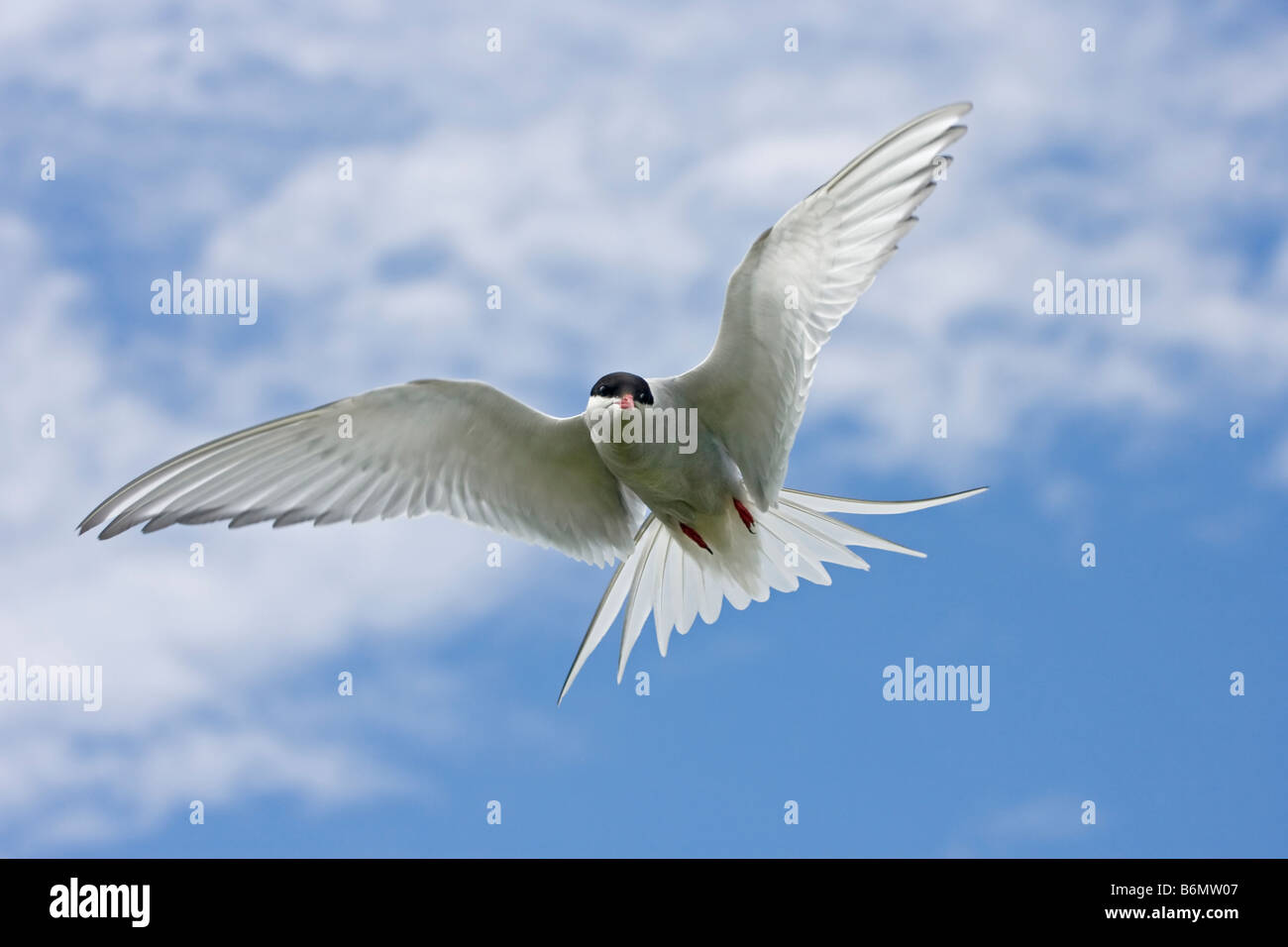 Sternidae hi-res stock photography and images - Alamy