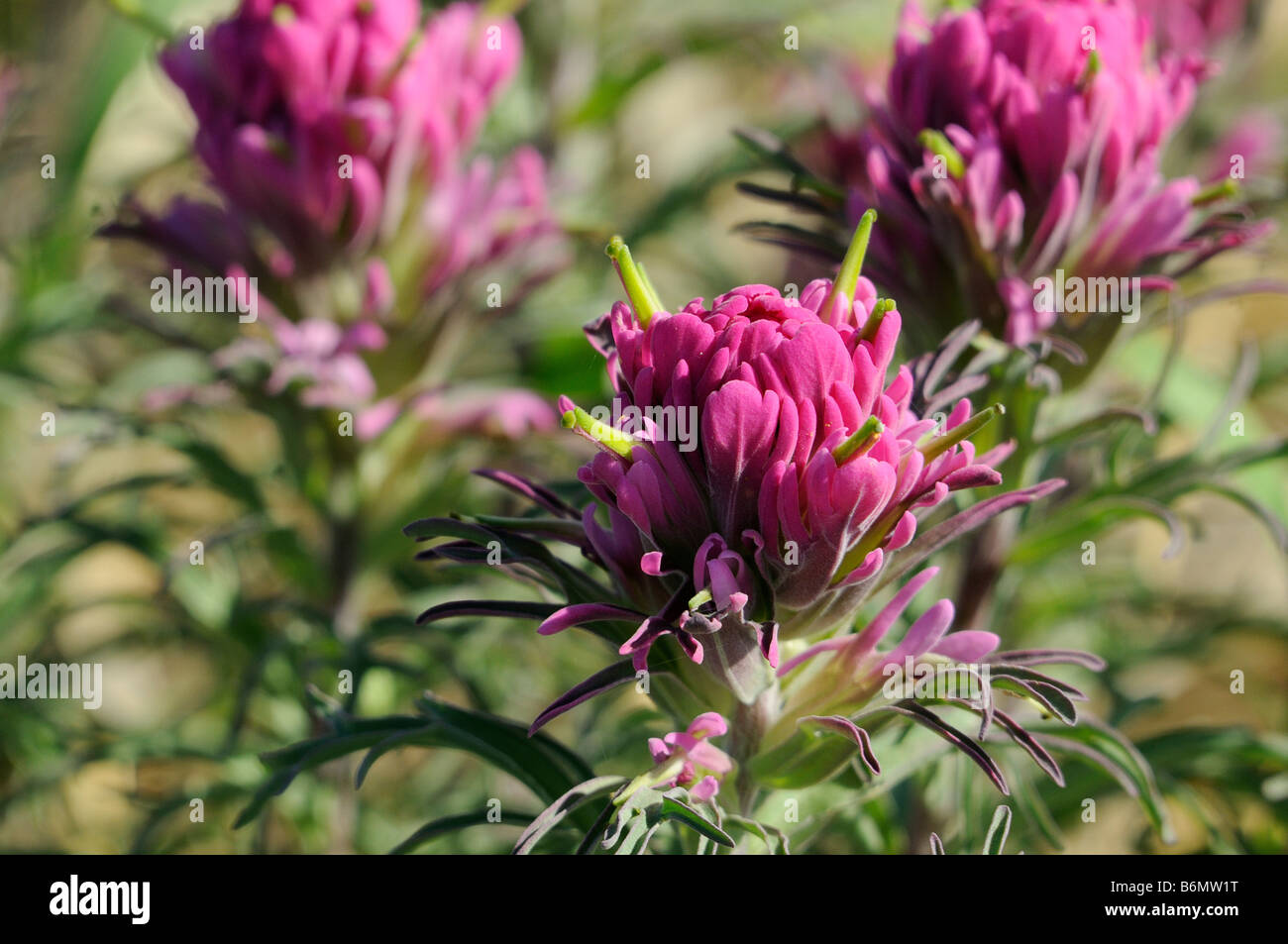 Purple paintbrush castilleja purpurea hi-res stock photography and ...