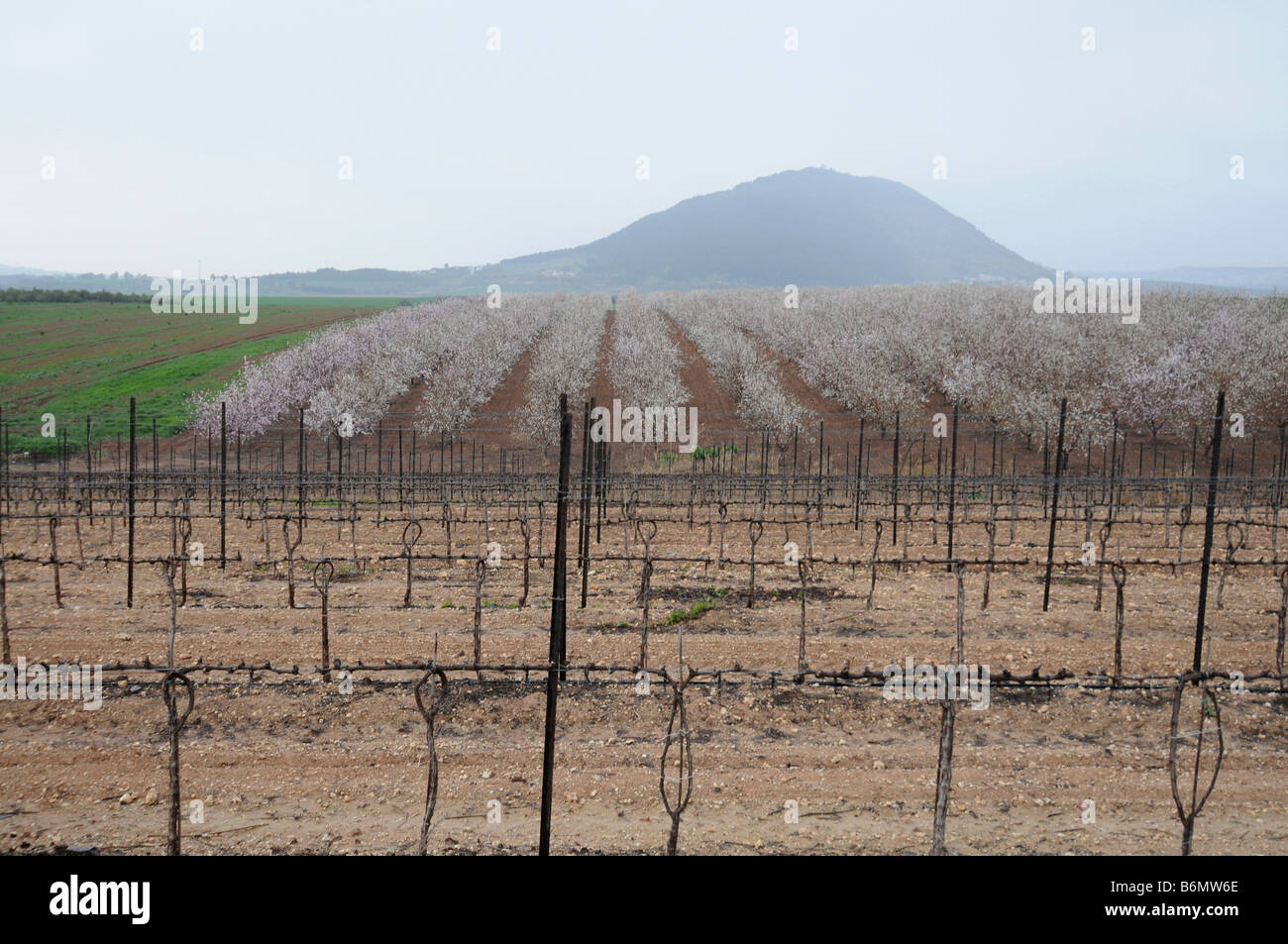 Israel Golan Heights Vineyard Stock Photo - Alamy