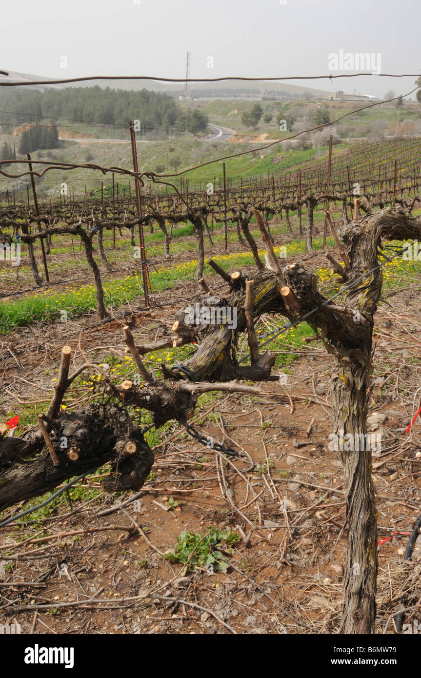 Israel Golan Heights Vineyard Stock Photo - Alamy